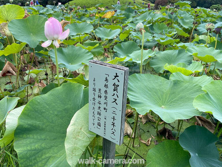 岡山後楽園へのバス・路面電車での行き方【見どころや所要時間】